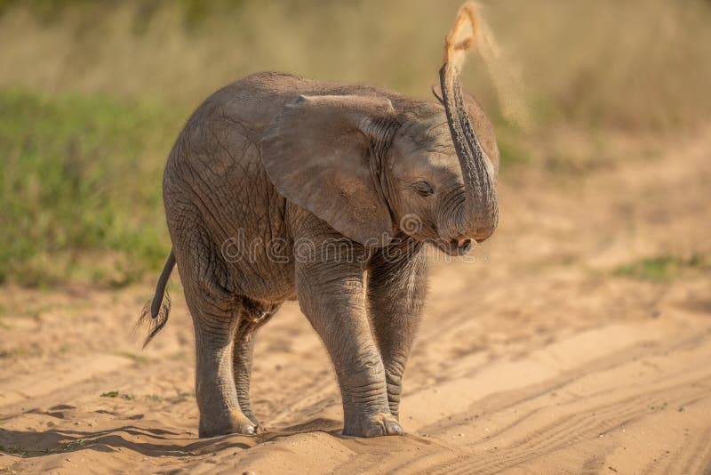 African Elephant Baby Throwing Sand Over Back Stock Image - Image of ...