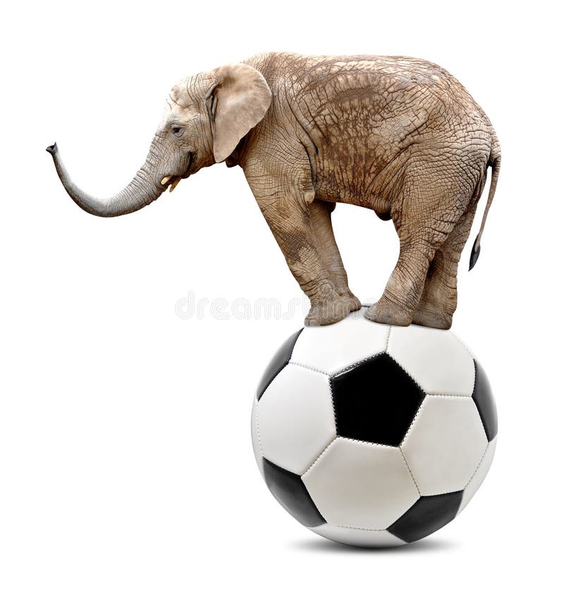 Elephant balance on ball stock illustration. Illustration of sphere ...