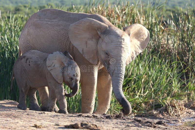 African Elephant Brothers stock image. Image of addo - 36729851