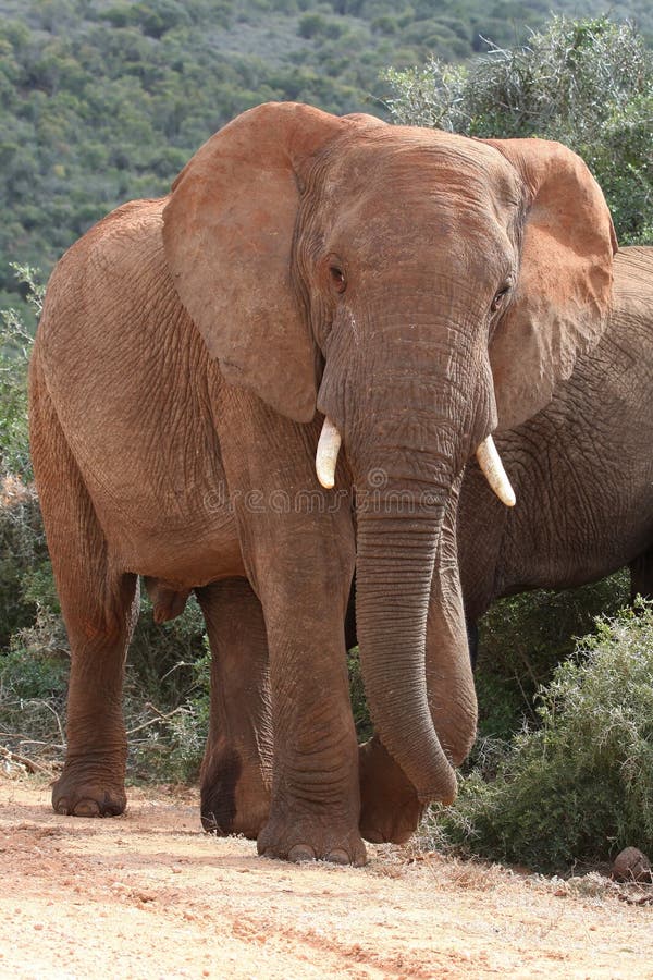 African Elephant Bull stock photo. Image of herbivore - 11049602