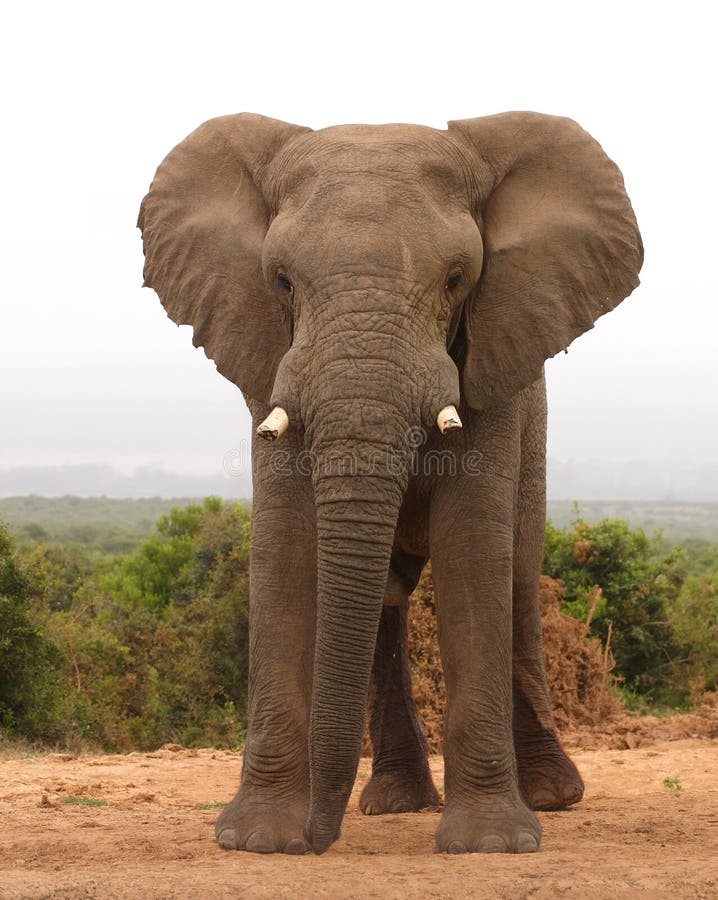 Elephant Bull stock image. Image of park, elephant, african - 2430511