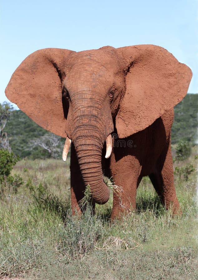16+ Angry african elephant bull Free Stock Photos - StockFreeImages