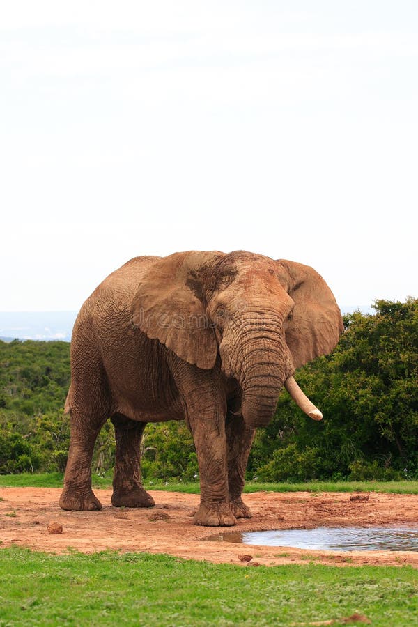 African Elephant Bull stock photo. Image of enormous, animal - 4192944