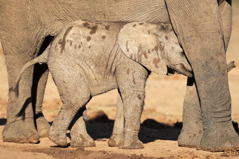 African elephant calf stock photo. Image of africana - 22853510