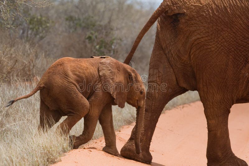 African Elephant Calf Picture. Image: 2413047