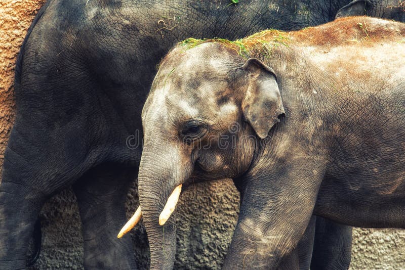 African elephant calf stock image. Image of scenics - 100582191