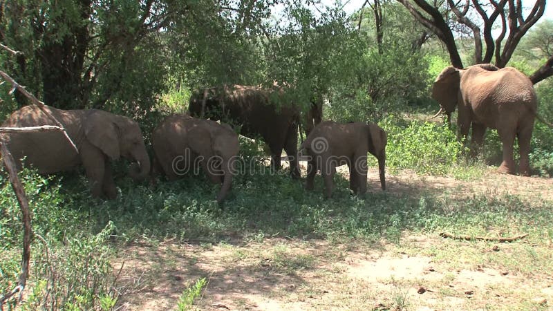 African elephant calf stock photo. Image of east, loxodonta - 3103900