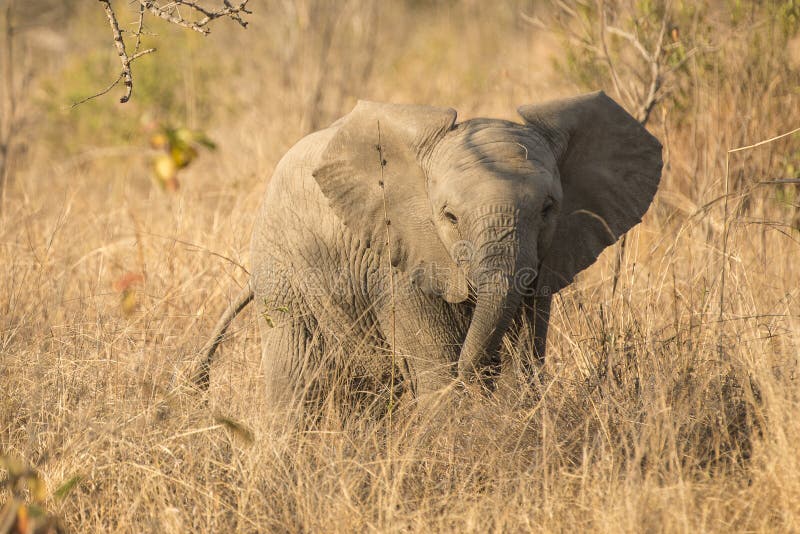 African elephant calf stock image. Image of elephantidae - 54004759