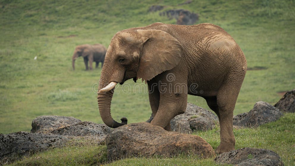 African Elephant Captured in Its Habitat Visualizing the Environment ...