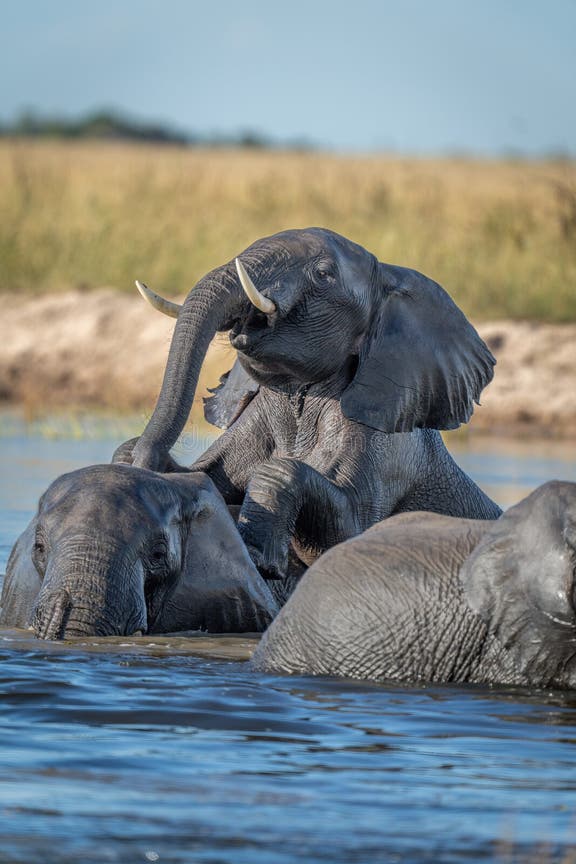 African Elephant Climbing on Another in River Stock Image - Image of ...