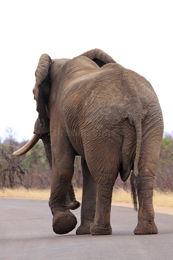 Elephant Calf Running stock image. Image of herbivore - 17082783