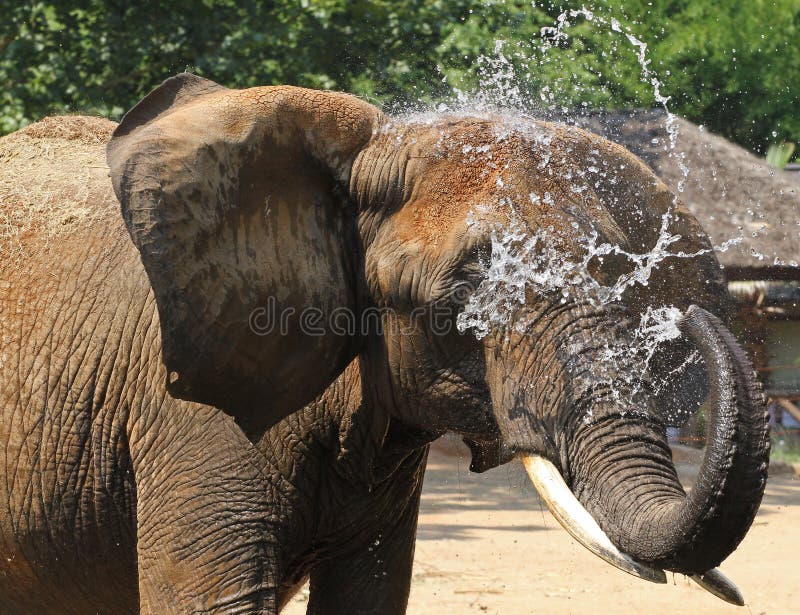 African Elephant Cooling Off by Splashing Water Stock Photo - Image of ...