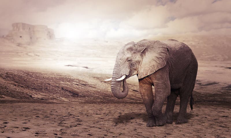 African elephant in desert stock image. Image of lonely - 84644937