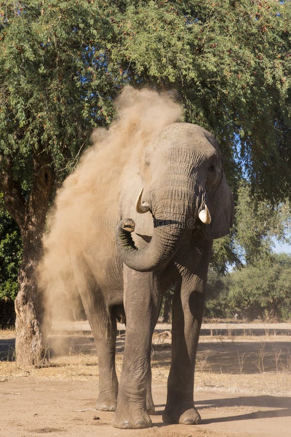 African Elephant dust bath stock image. Image of loxodonta - 43026097