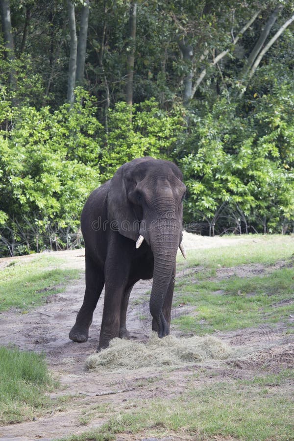 7,971 Elephant Eating Stock Photos - Free & Royalty-Free Stock Photos ...