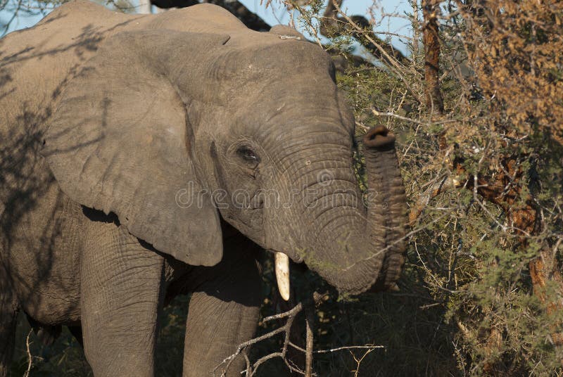 African Elephant Eating, South Africa Stock Photo - Image of forest ...