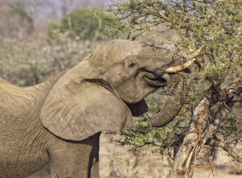 African Elephant Eats Branches from an Acacia Tree Stock Photo - Image ...