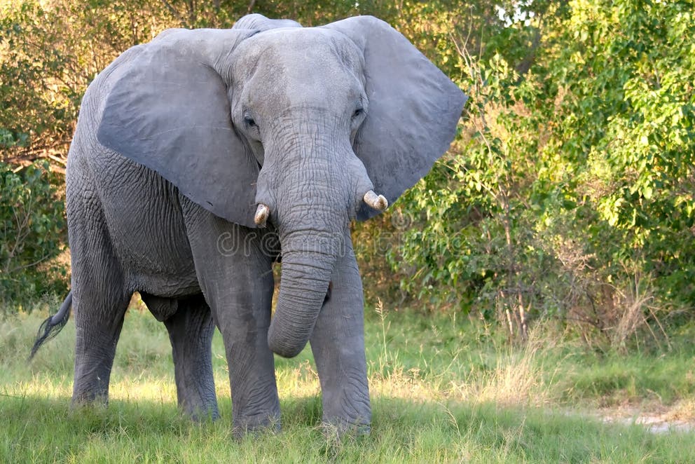 African Elephant Facing stock photo. Image of okavango - 14372162