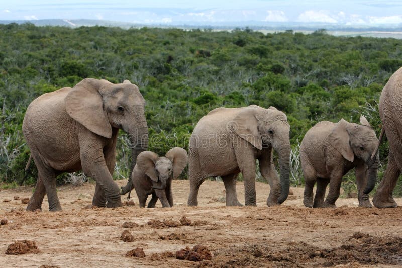 African Elephant Family Stock Photography - Image: 8051792