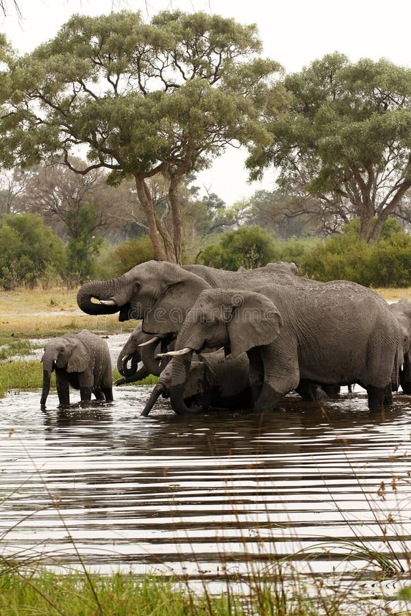 African Elephant family stock photo. Image of lots, elephants - 47001654