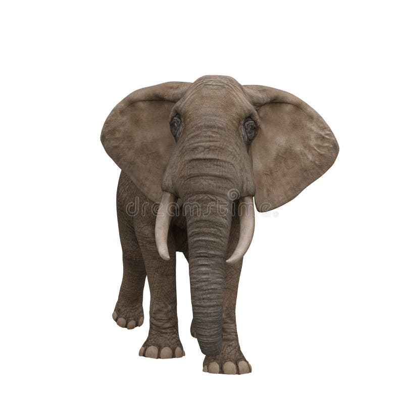 Elephant Front View Stock Illustrations – 843 Elephant Front View Stock ...