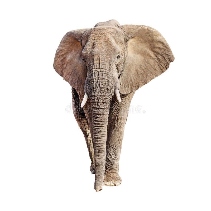 African Elephant Front View Isolated Stock Image - Image of nature ...