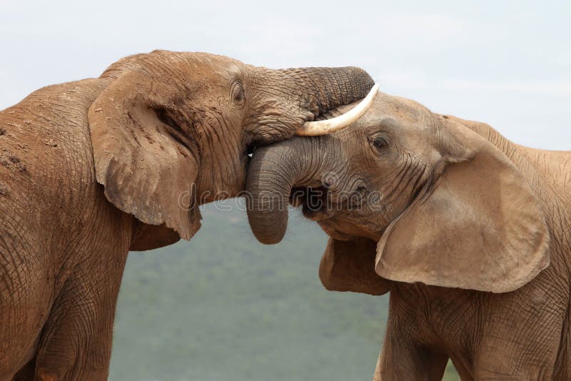 Elephant Touching Trunks Stock Photos - Free & Royalty-Free Stock ...