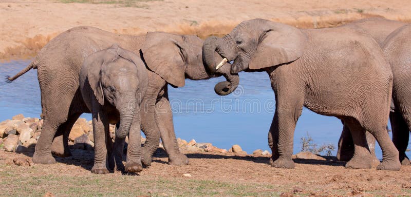 African Elephant Greeting stock photo. Image of african - 75599918