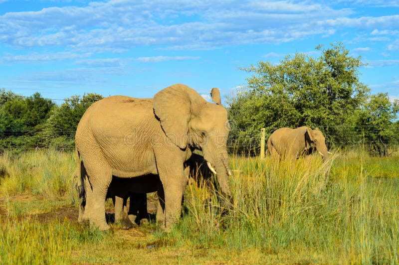 African Elephant in a Group in a Game Reseve during Safari Stock Photo ...