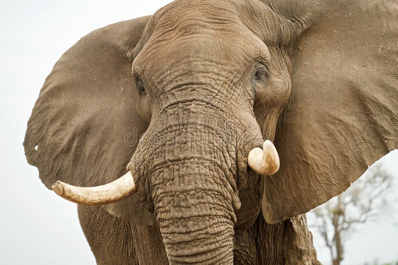 African Elephant Head Stock Photos - Download 6,716 Royalty Free Photos