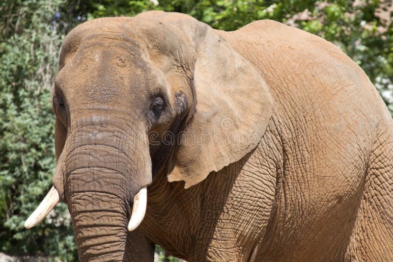 African Elephant stock photo. Image of loxodonta, animal - 54341318