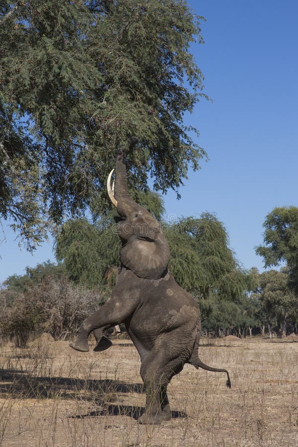 African Elephant on His Back Legs Stock Image - Image of pools ...