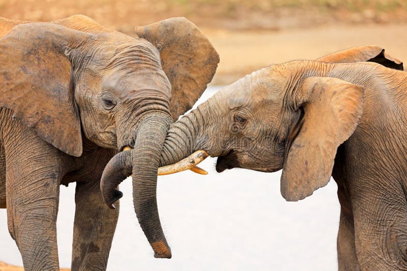 African Elephant Interaction - South Africa Stock Image - Image of ...