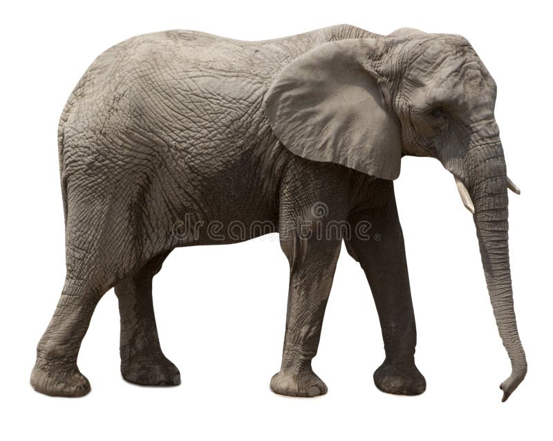 African Elephant Side View Isolated on White Stock Photo - Image of ...