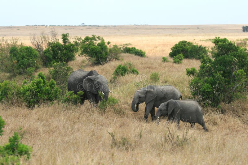African Elephant In Kenya's Maasai Mara Picture. Image: 16394326 African Elephant In Kenya's Maasai Mara Picture. Image: 16394326