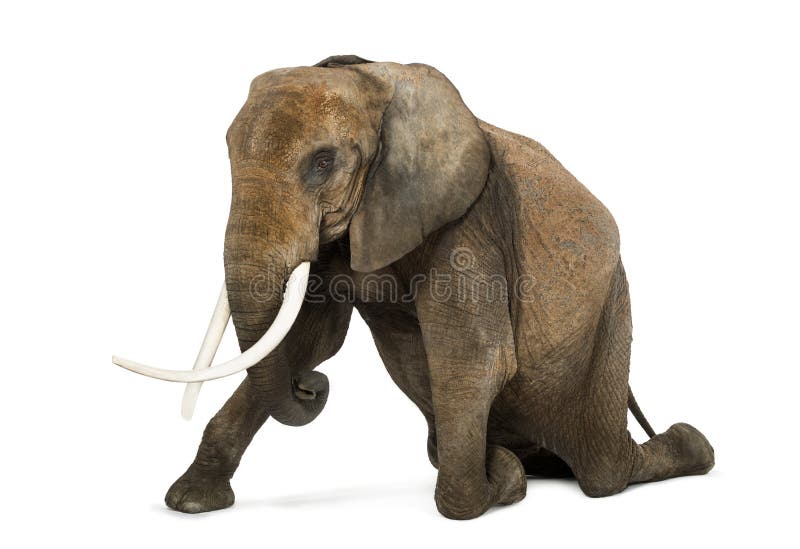 African Elephant Kneeling, Performing, Isolated Stock Photo - Image of ...