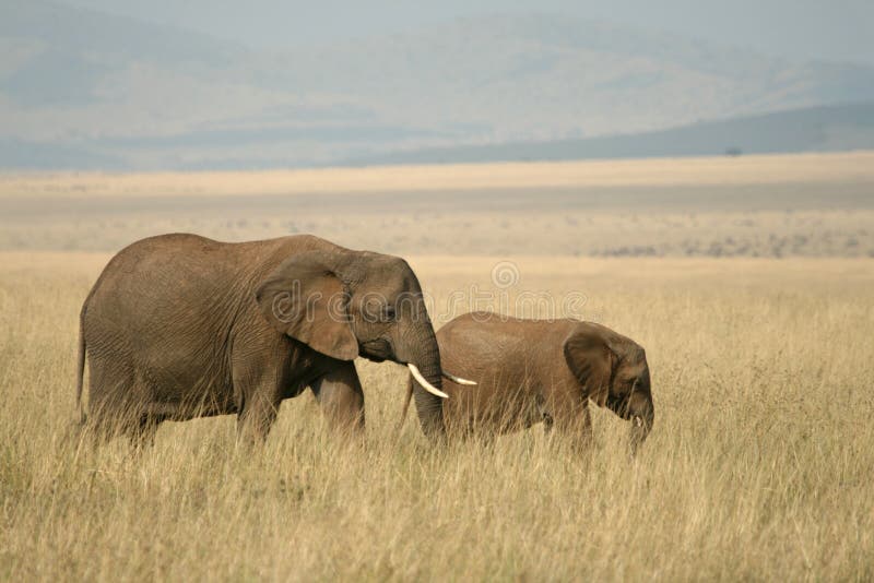 African elephant landscape stock photo. Image of large - 7574704