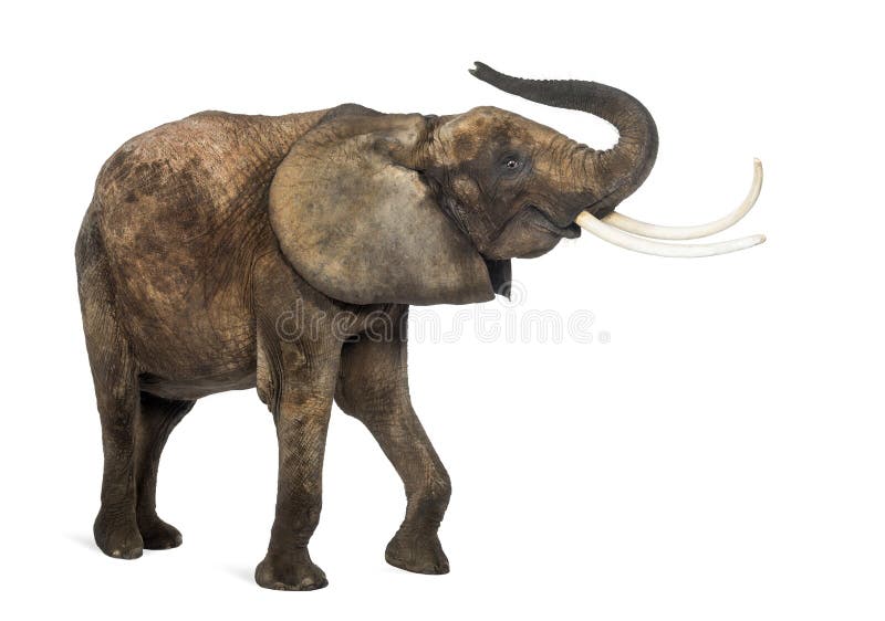 African Elephant Lifting Its Trunk Stock Image - Image of animals ...