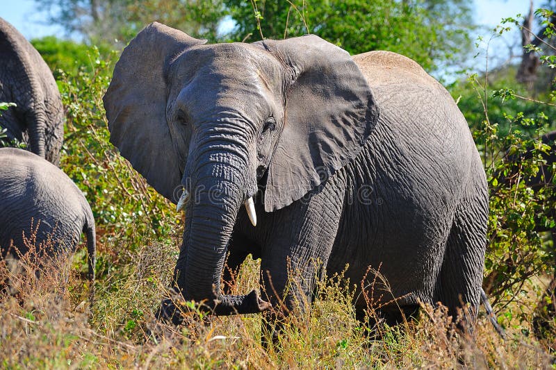 Young African Elephant (Loxodonta Africana) Stock Image - Image of ...
