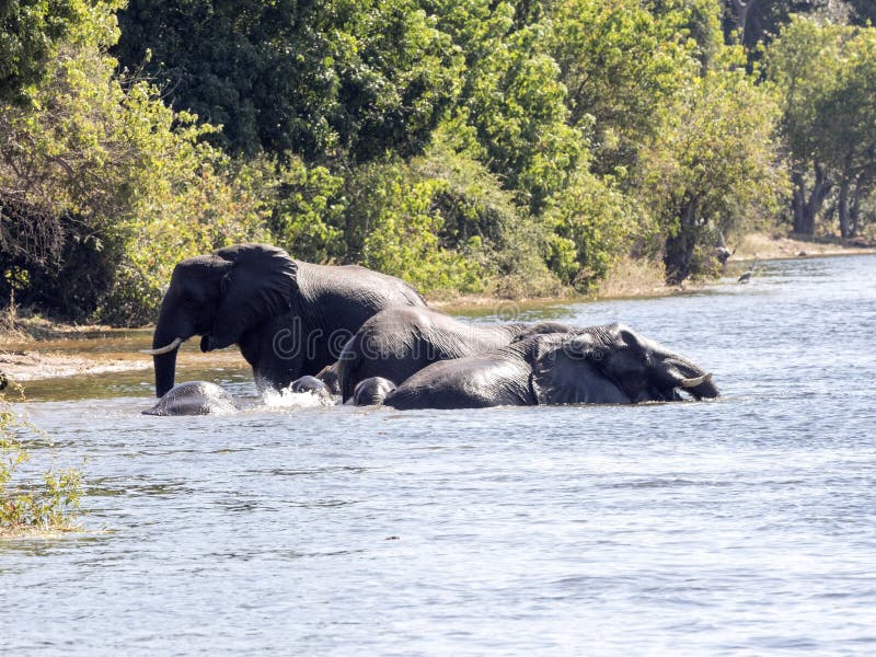 African Elephant, Loxodonta Africana, Bathing in the Chobe River ... African Elephant, Loxodonta Africana, Bathing in the Chobe River ...