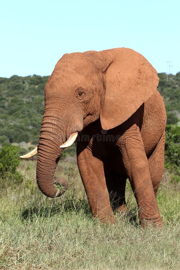 African Elephant stock photo. Image of ears, wild, grey - 2915274