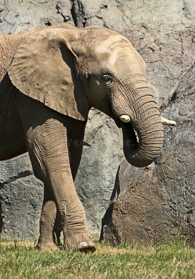 African Elephant stock image. Image of captive, nature - 70762967