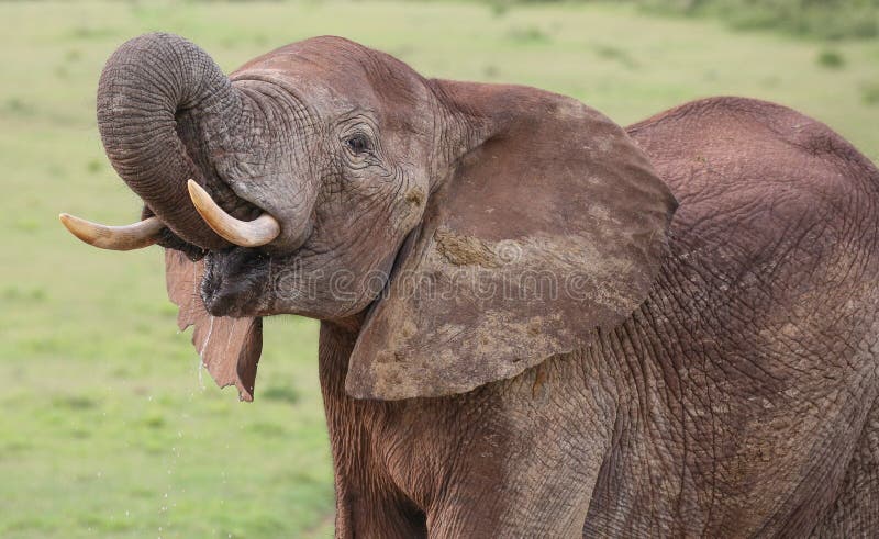 African Elephant Male stock photo. Image of legs, wildlife - 53139898
