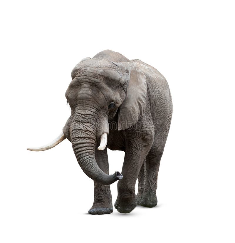 African Elephant Male on White Stock Image - Image of male, elephant ...