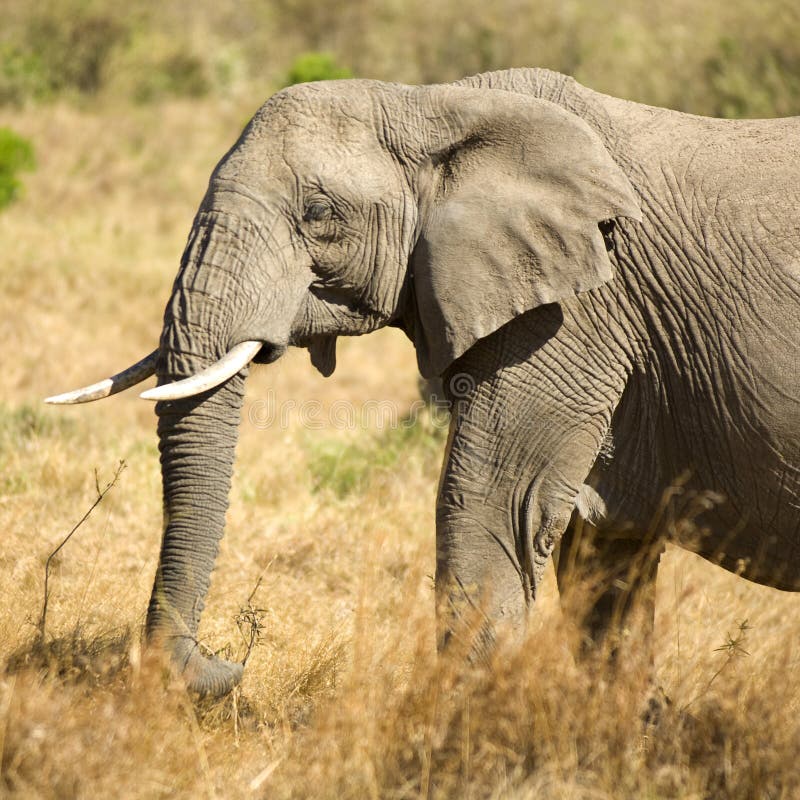 African Elephant Masai Mara Kenya Stock Image - Image of masai, heat ...