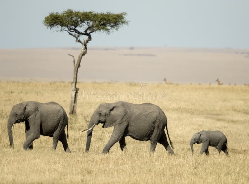 African Elephant Masai Mara Kenya Stock Photo - Image of landscape ...