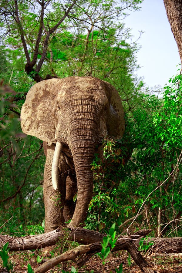 African Elephant in Mole National Park Stock Photo - Image of national ...