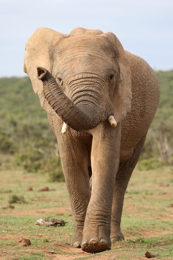 Elephant Head Front Trunk Up