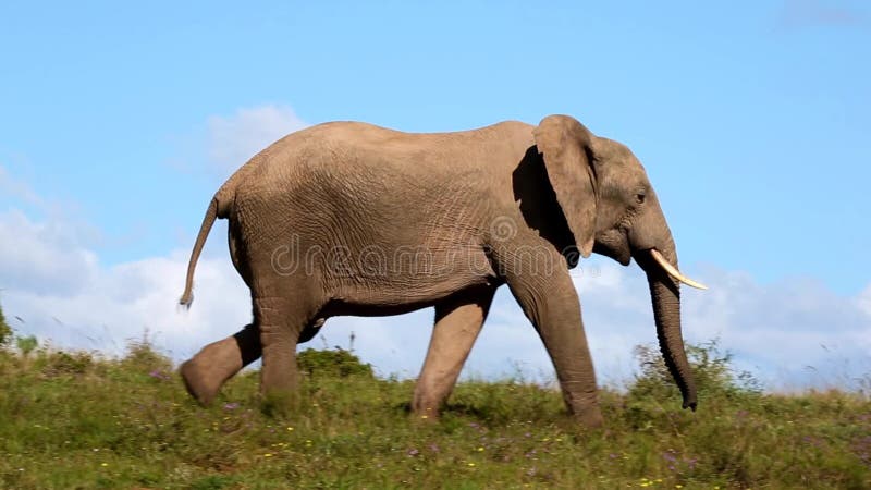 African Elephant Walk. Green Screen 4k. Stock Footage - Video of ivory ...