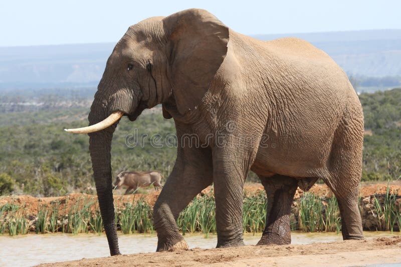 African Elephant in Musth stock photo. Image of african - 11060602